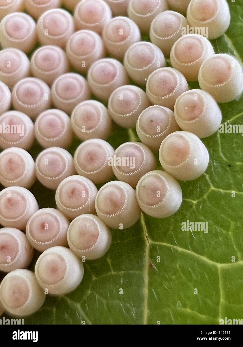 Insect eggs hi-res stock photography and images - Alamy