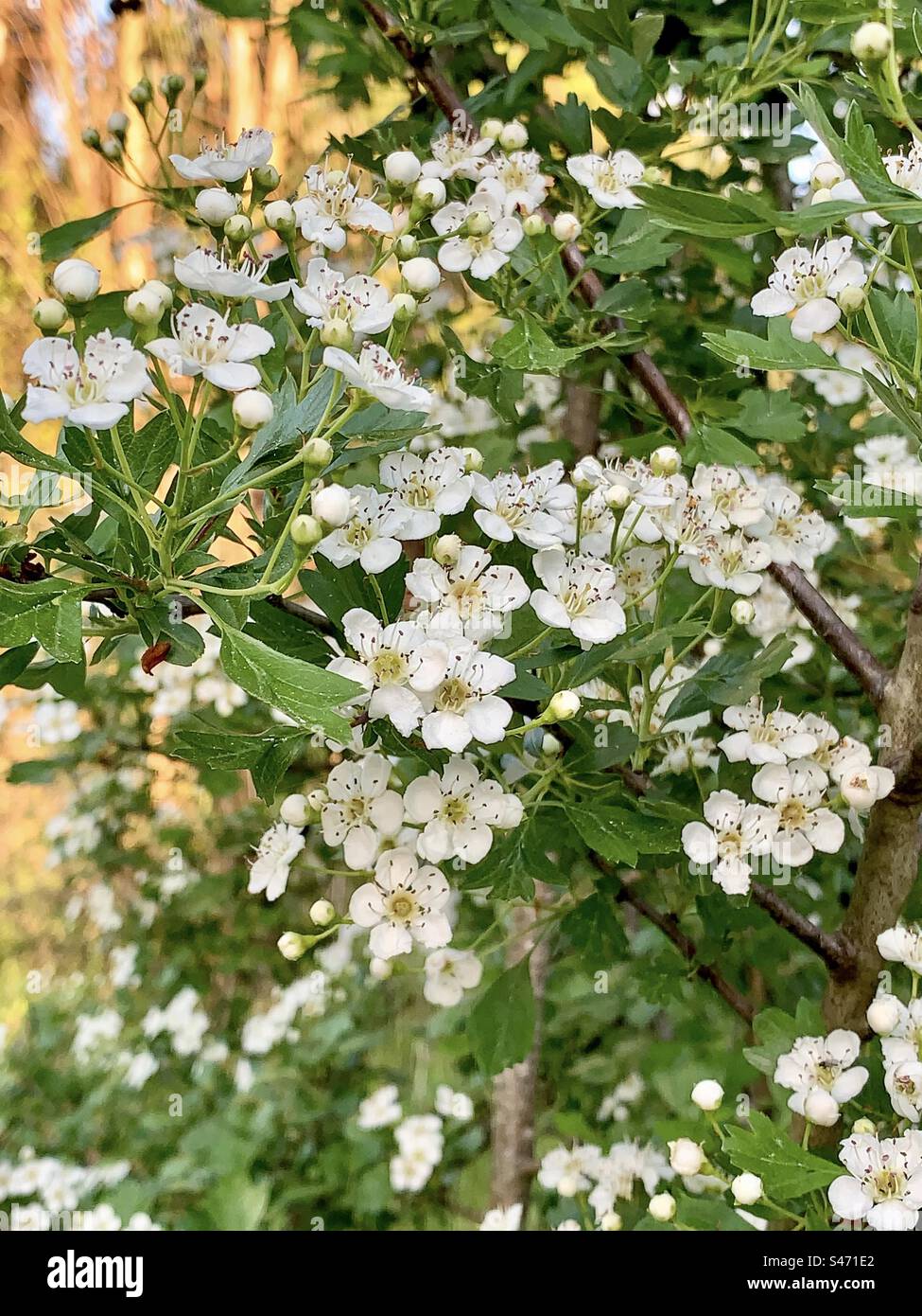 Common hawthorn in flower Stock Photo - Alamy