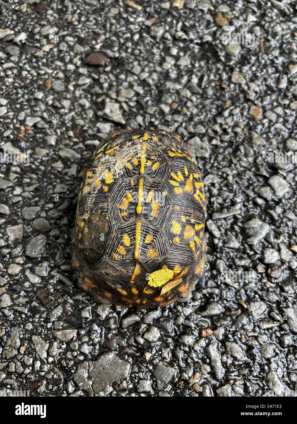 Box turtle on a paved road Stock Photo - Alamy
