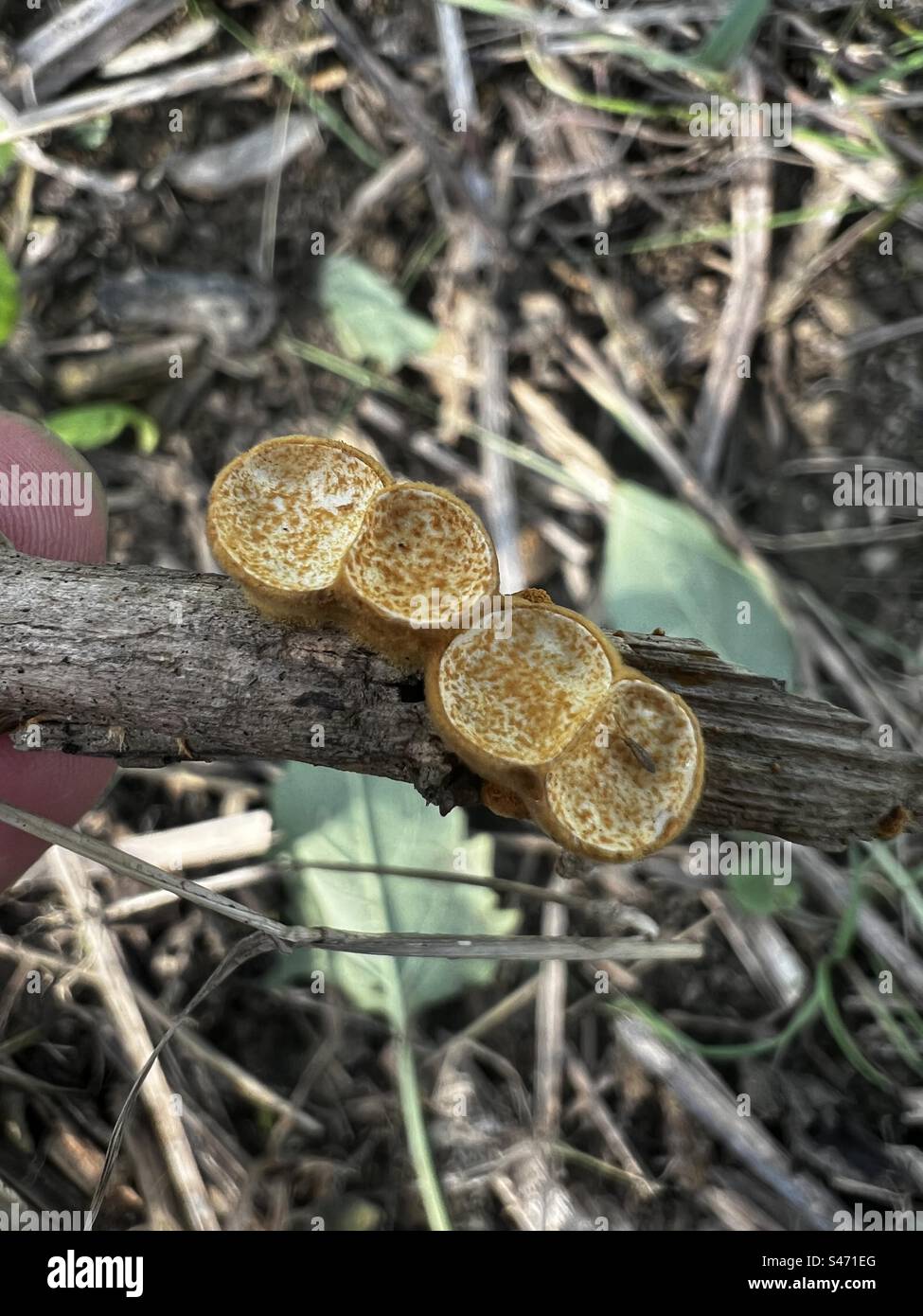 Birds and fungi hi-res stock photography and images - Alamy