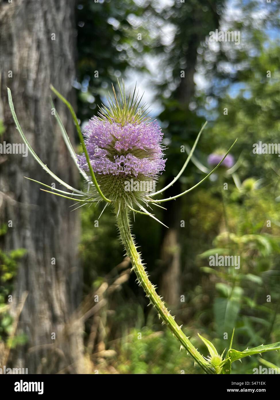 Purple thistle plants hi-res stock photography and images - Alamy