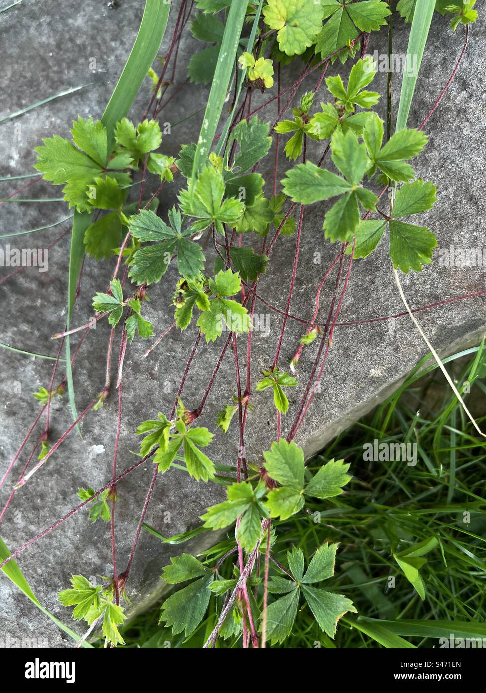 Vine growing along a rock Stock Photo - Alamy