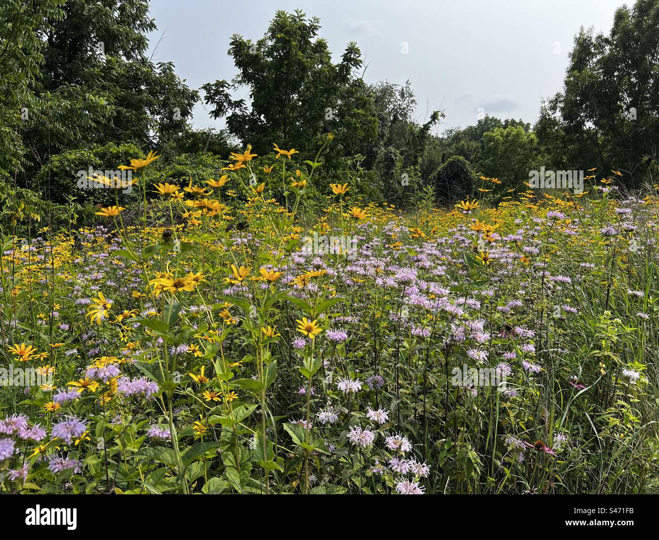 Native pollinator hi-res stock photography and images - Alamy