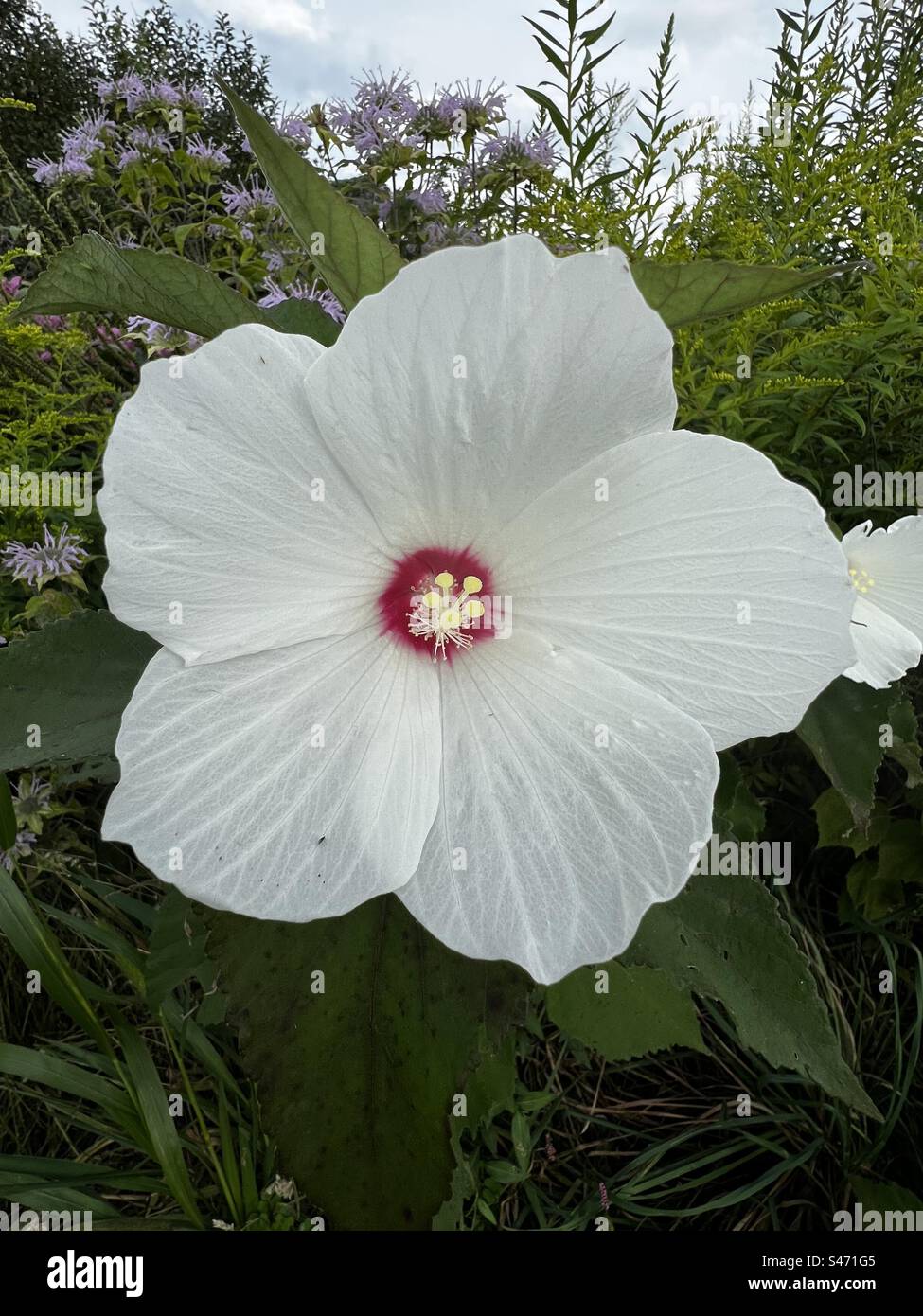 How To Plant Native Hibiscus at Allison Aguayo blog