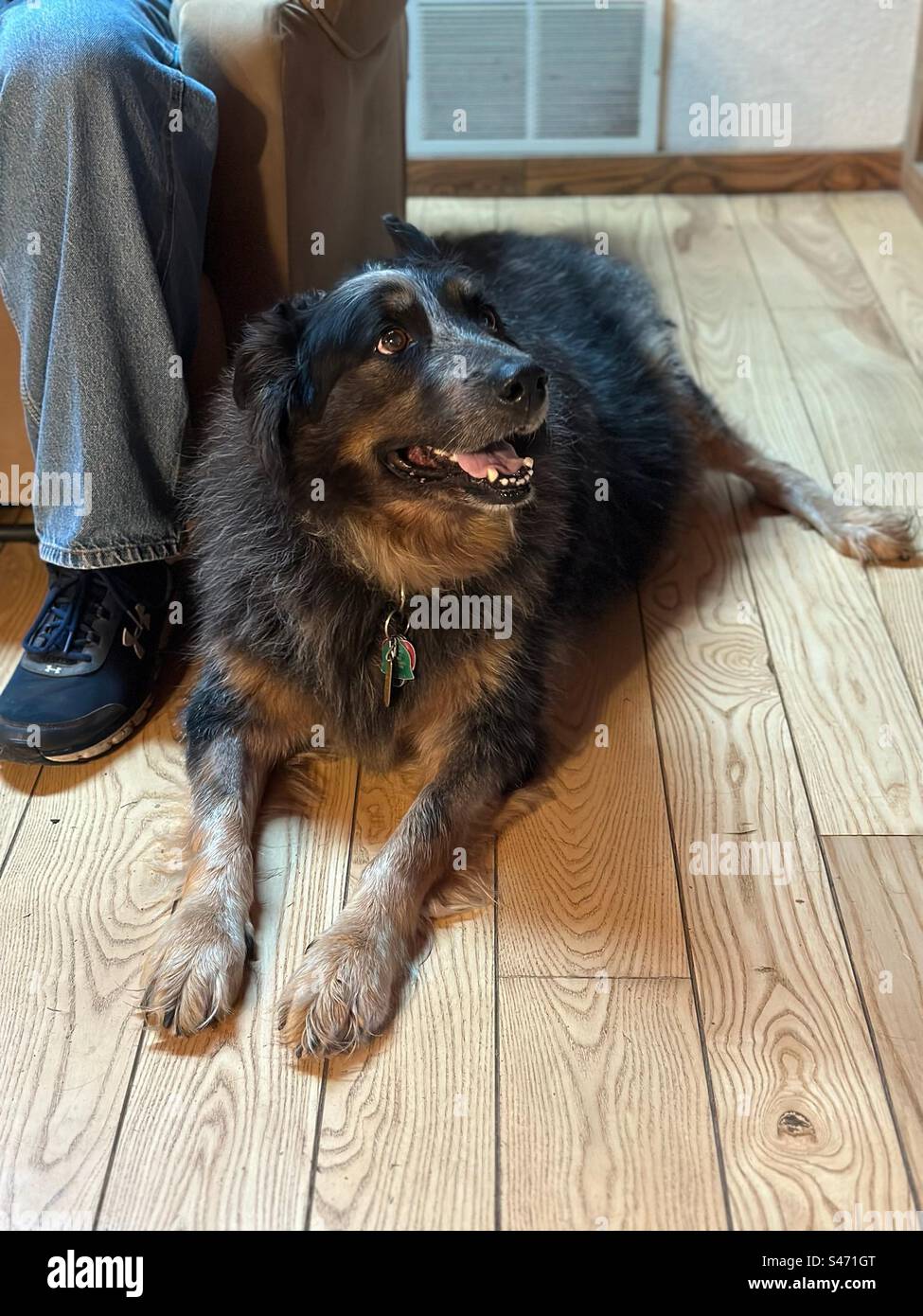 Man’s best friend hi-res stock photography and images - Alamy Man’s best friend hi-res stock photography and images - Alamy