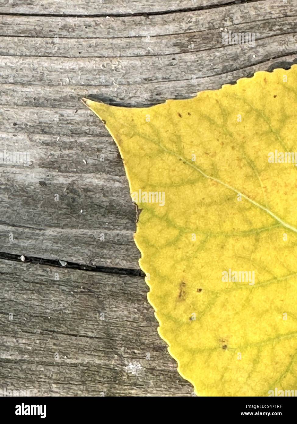 Gold fallen leaf with weathered wood background Stock Photo - Alamy
