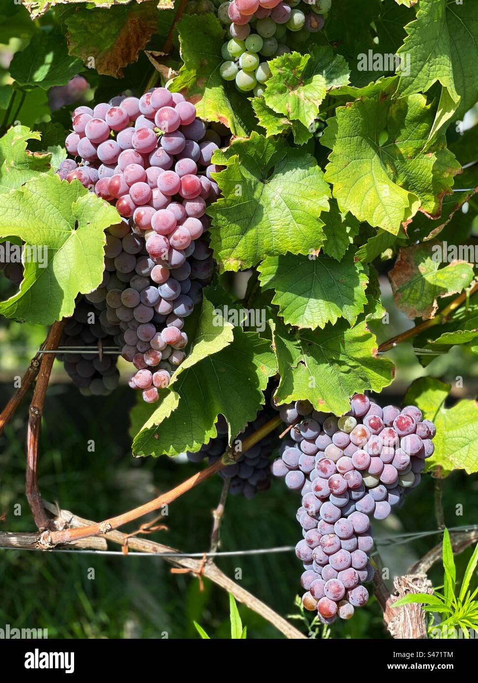 Grapes ready to be picked in a vineyard Stock Photo - Alamy