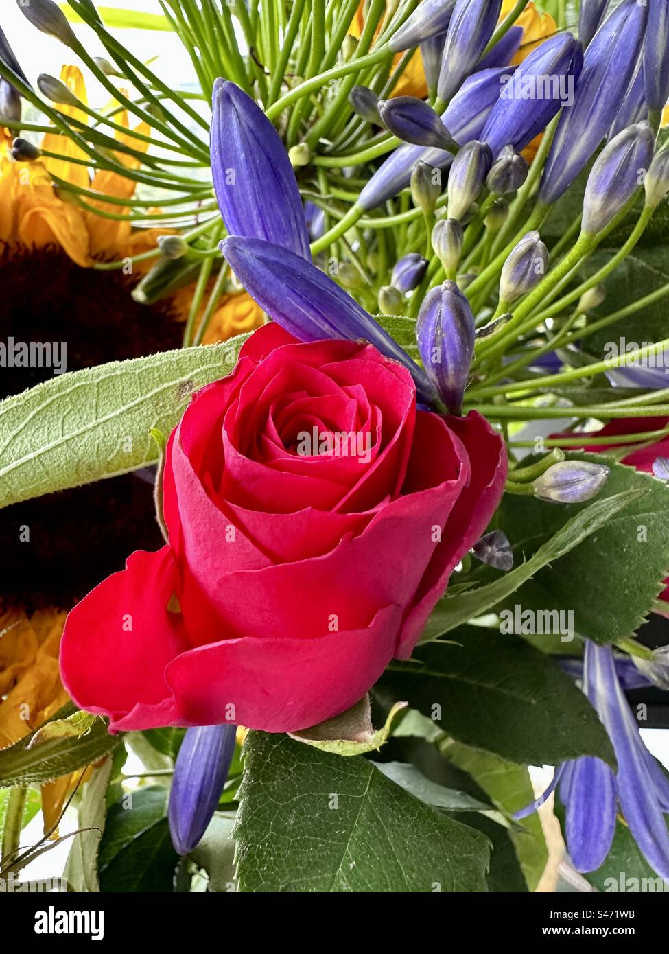 Red rose ina bunch of flowers Stock Photo - Alamy