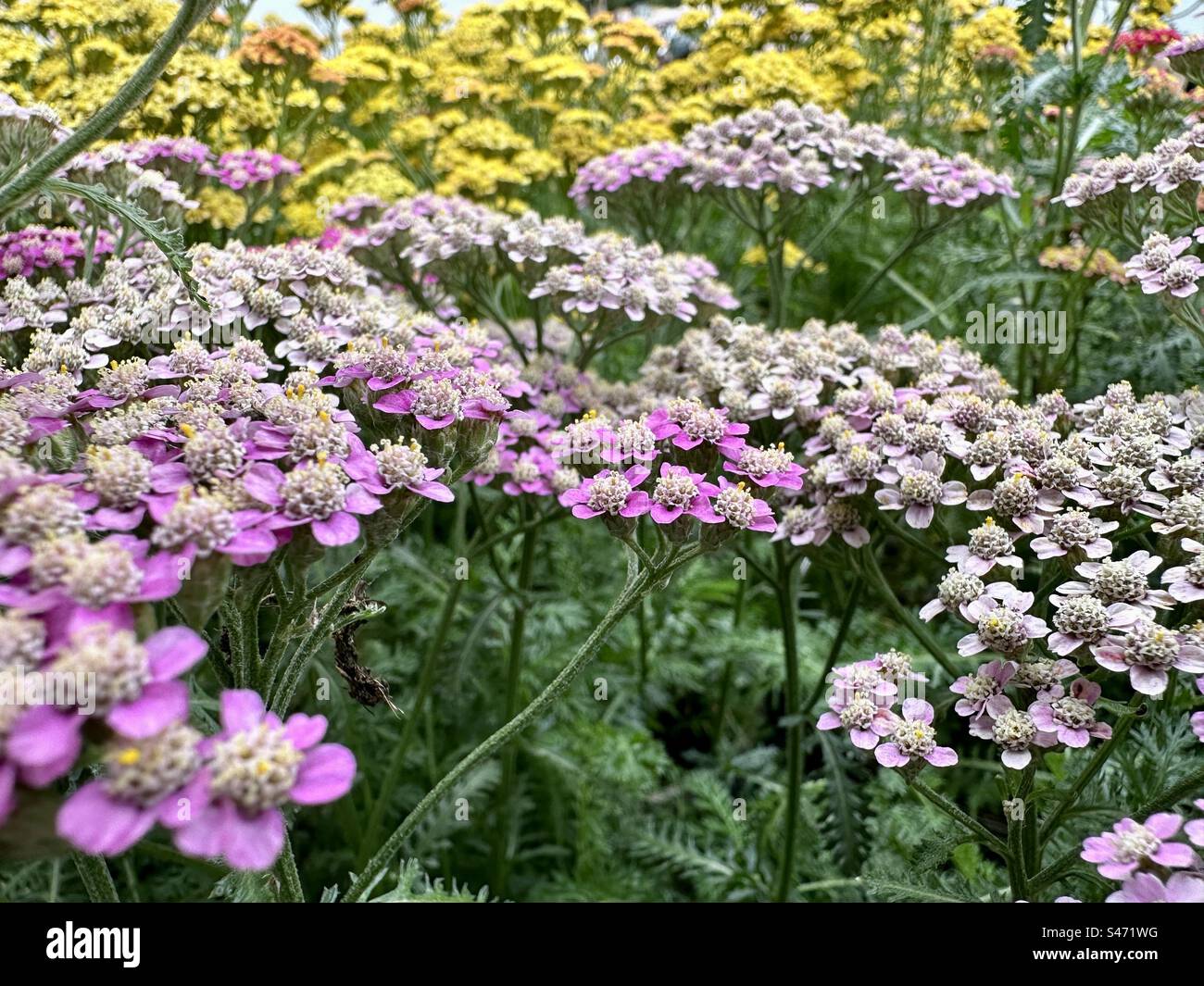 Achillea flowers hi-res stock photography and images - Alamy