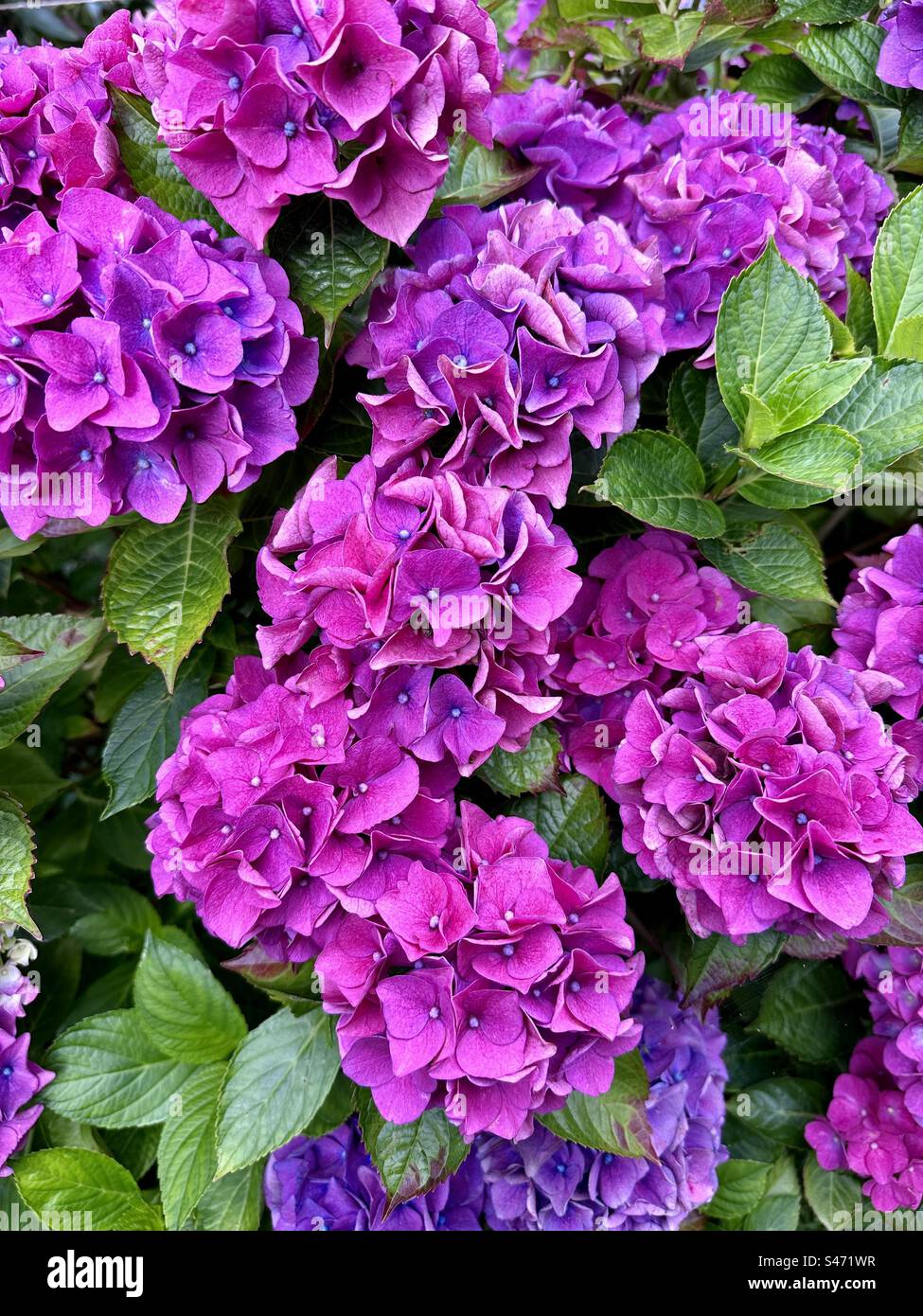 Pink purple hydrangea flowers hi-res stock photography and images - Alamy