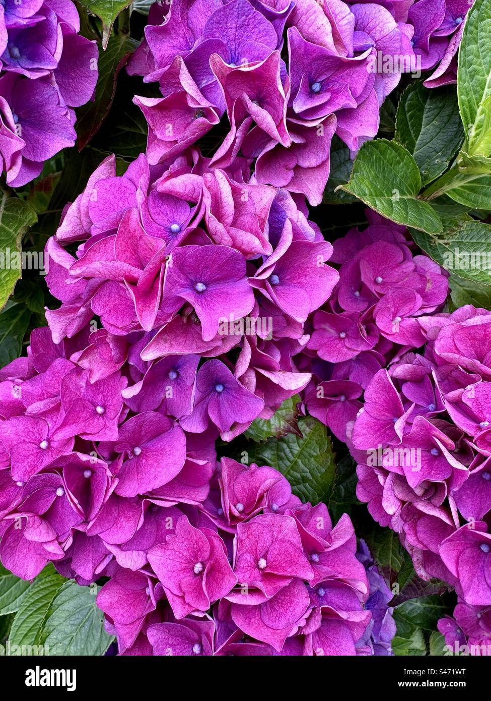 Pink purple hydrangea flowers hi-res stock photography and images - Alamy