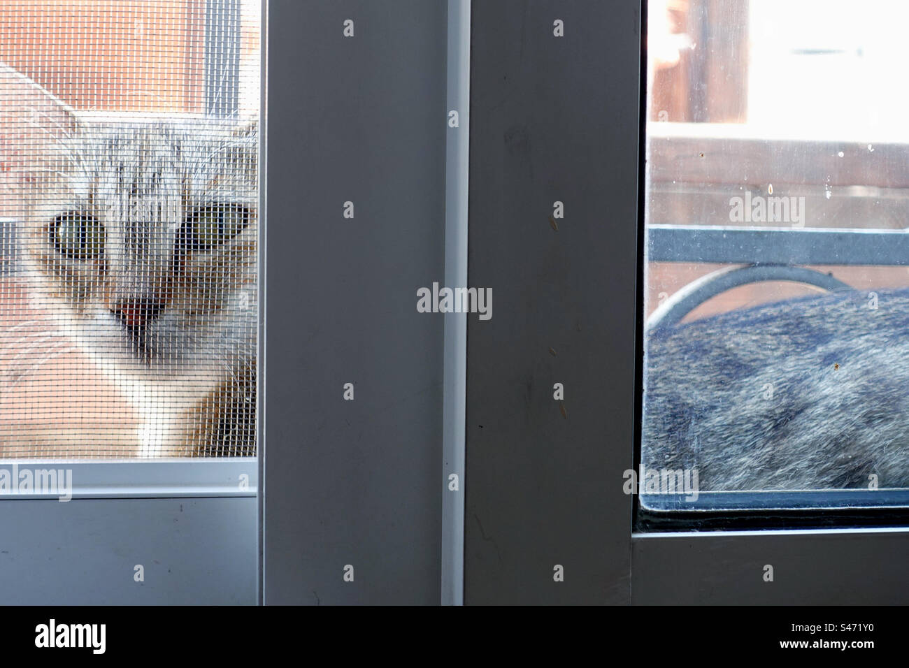 Domestic cat looking trough window Stock Photo - Alamy
