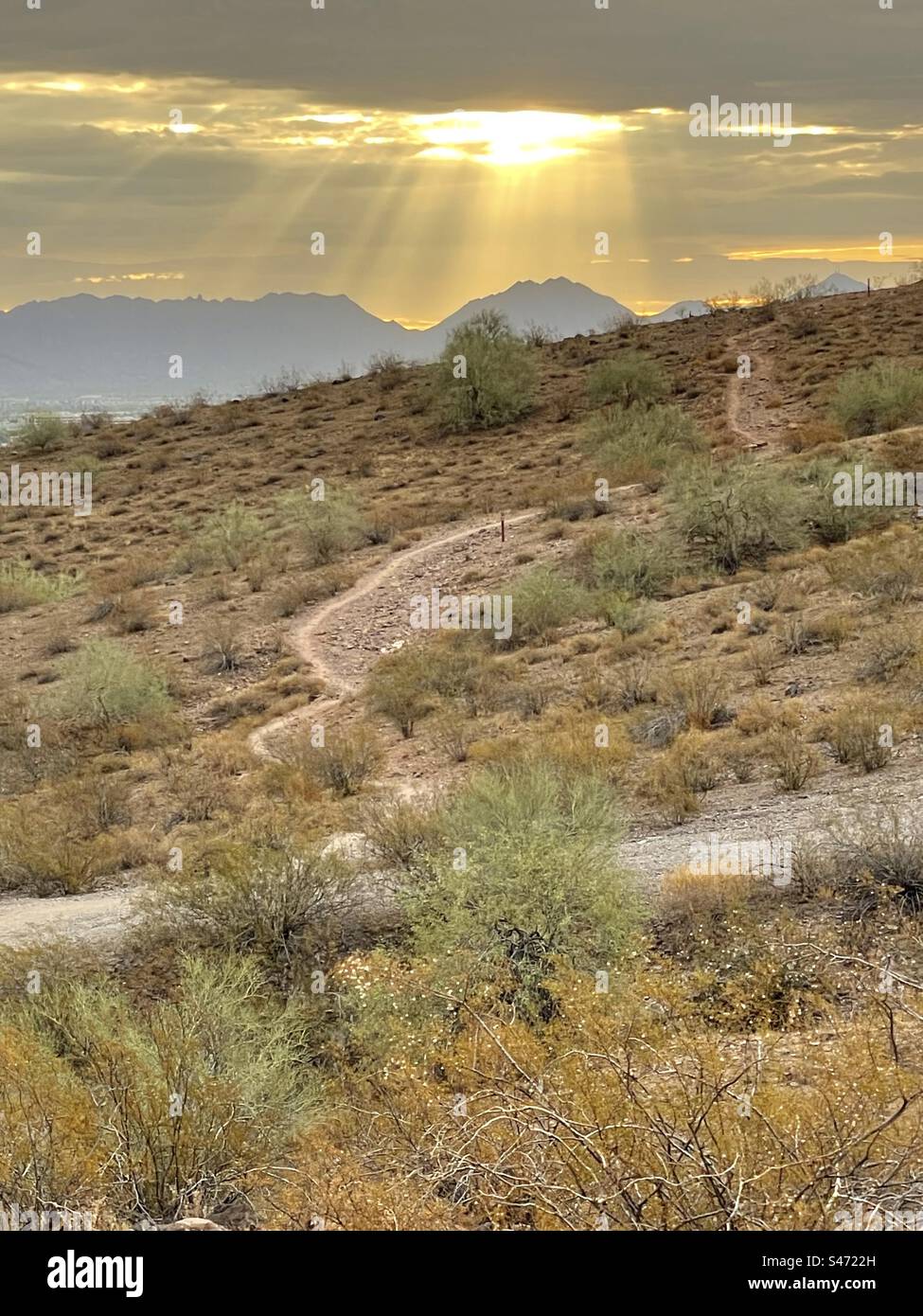 Golden creosote bushes hi-res stock photography and images - Alamy