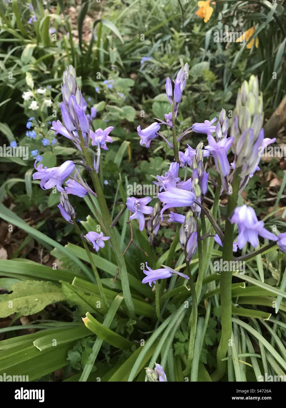 Wild blue bells hi-res stock photography and images - Alamy