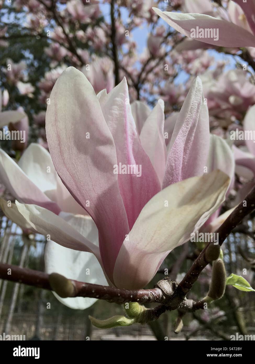 White flower pedals hi-res stock photography and images - Alamy