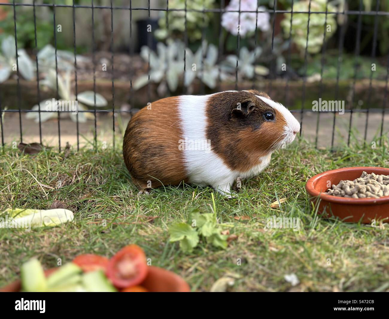 Small guinea pigs hi-res stock photography and images - Alamy
