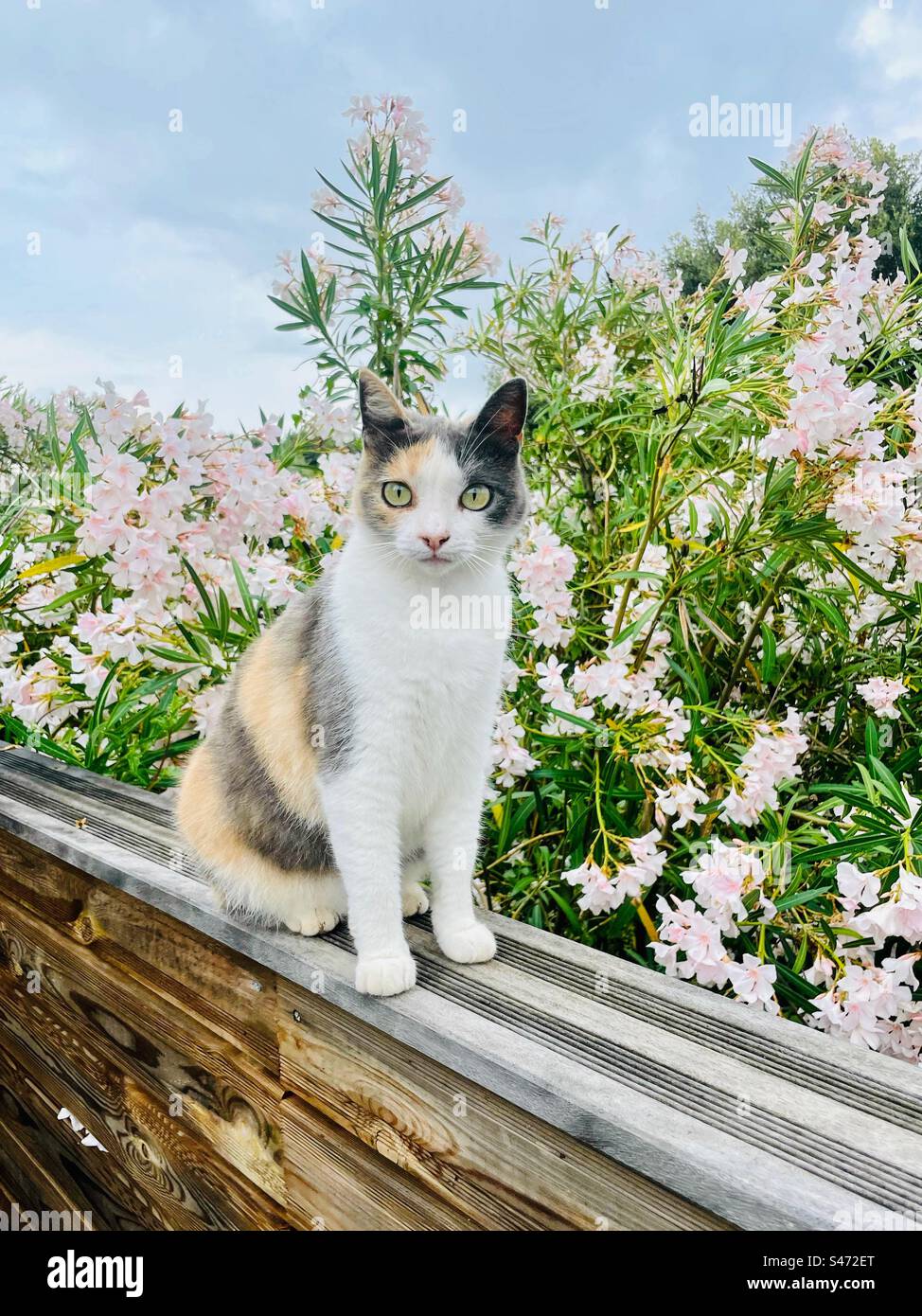Cat with flowers hi-res stock photography and images - Alamy