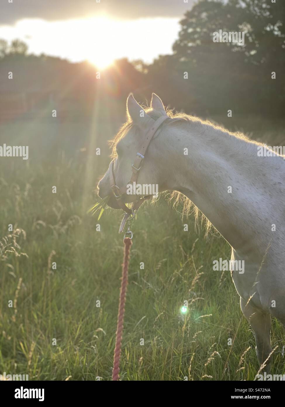 Grey welsh pony at sunset Stock Photo - Alamy