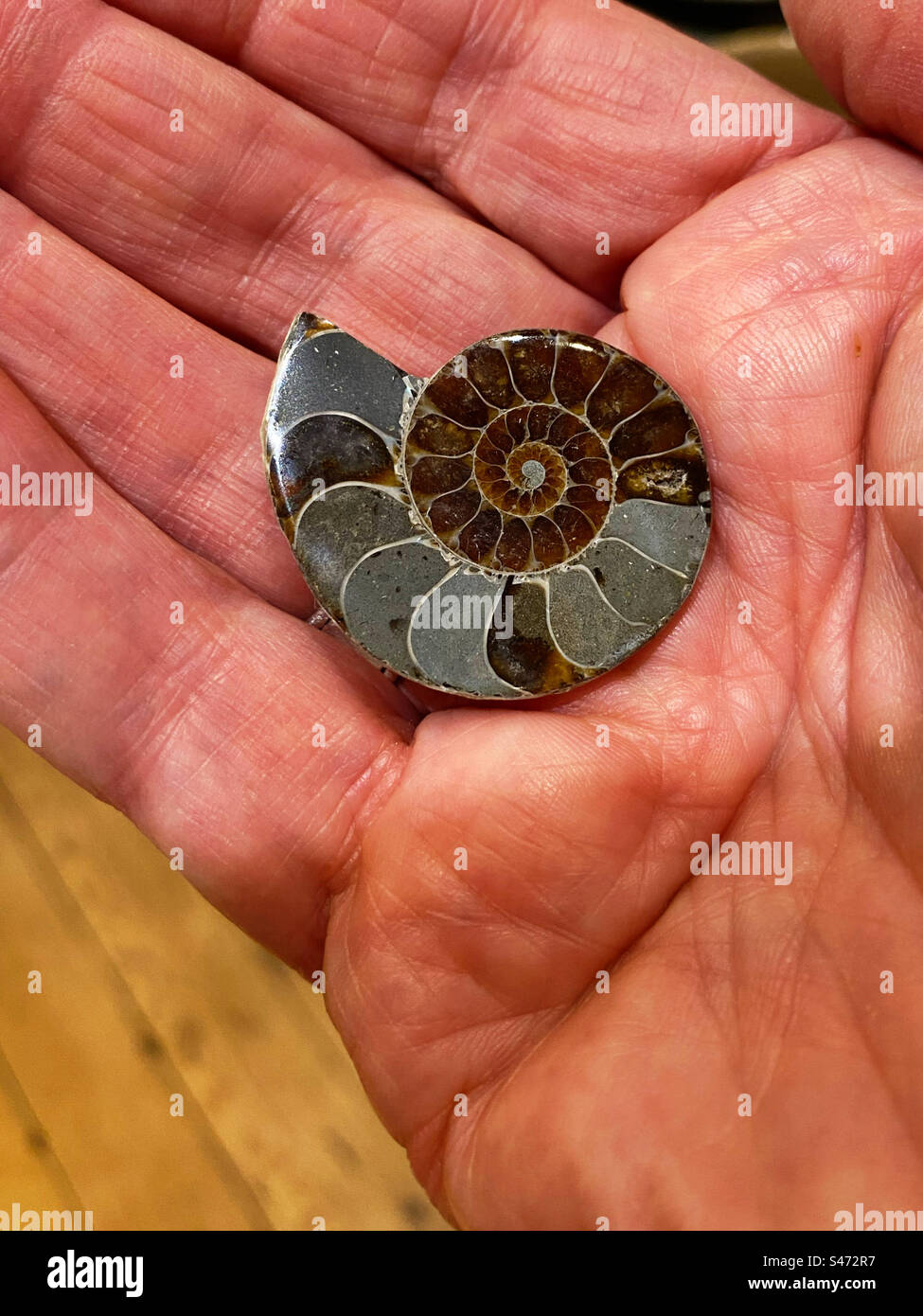 Fossil ammonite hand hi-res stock photography and images - Alamy
