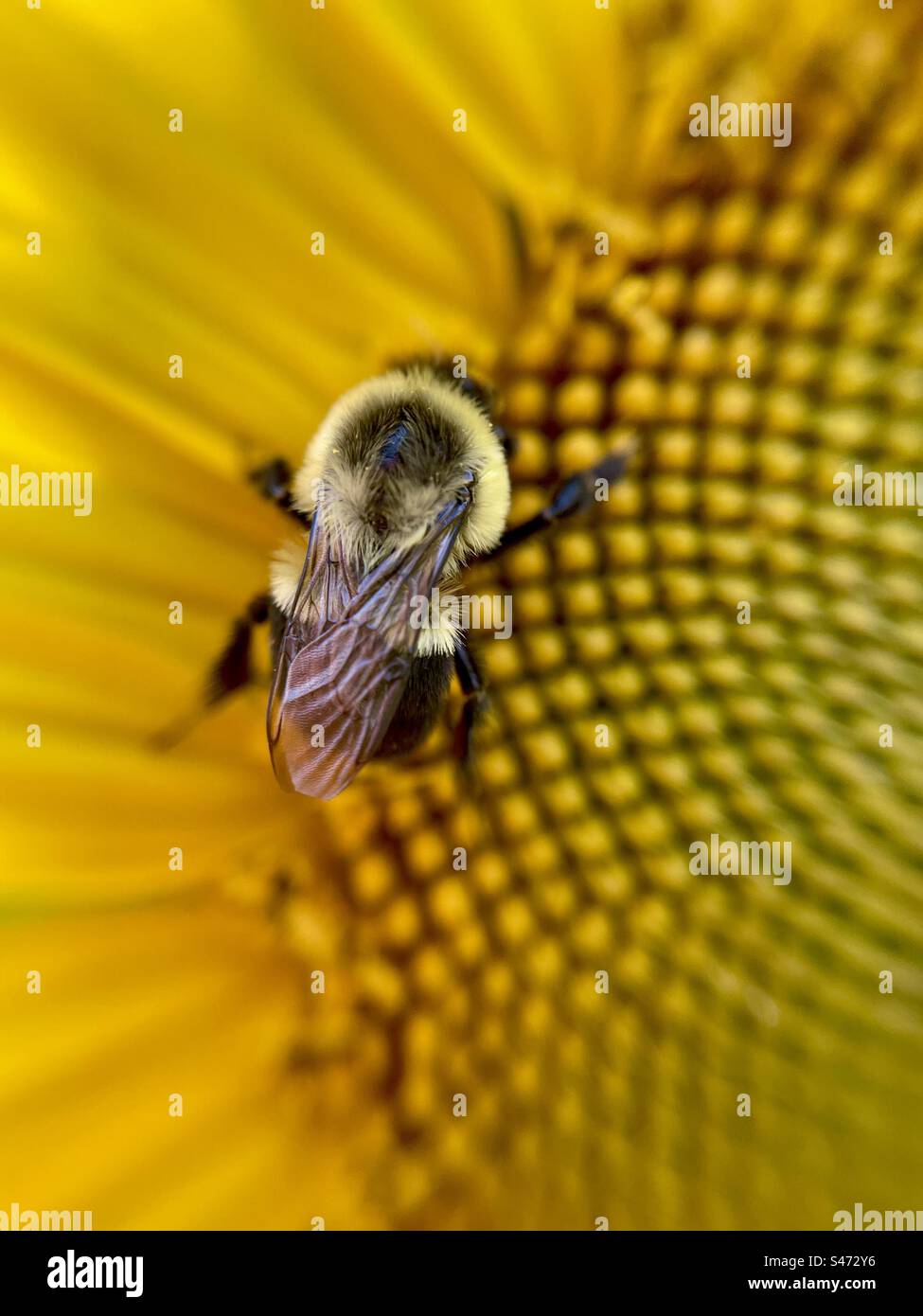 Bee wings hi-res stock photography and images - Alamy