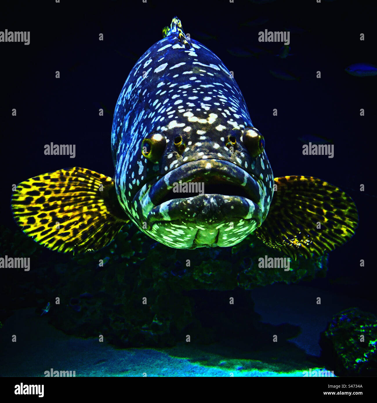 Deep sea fish dark hi-res stock photography and images - Alamy