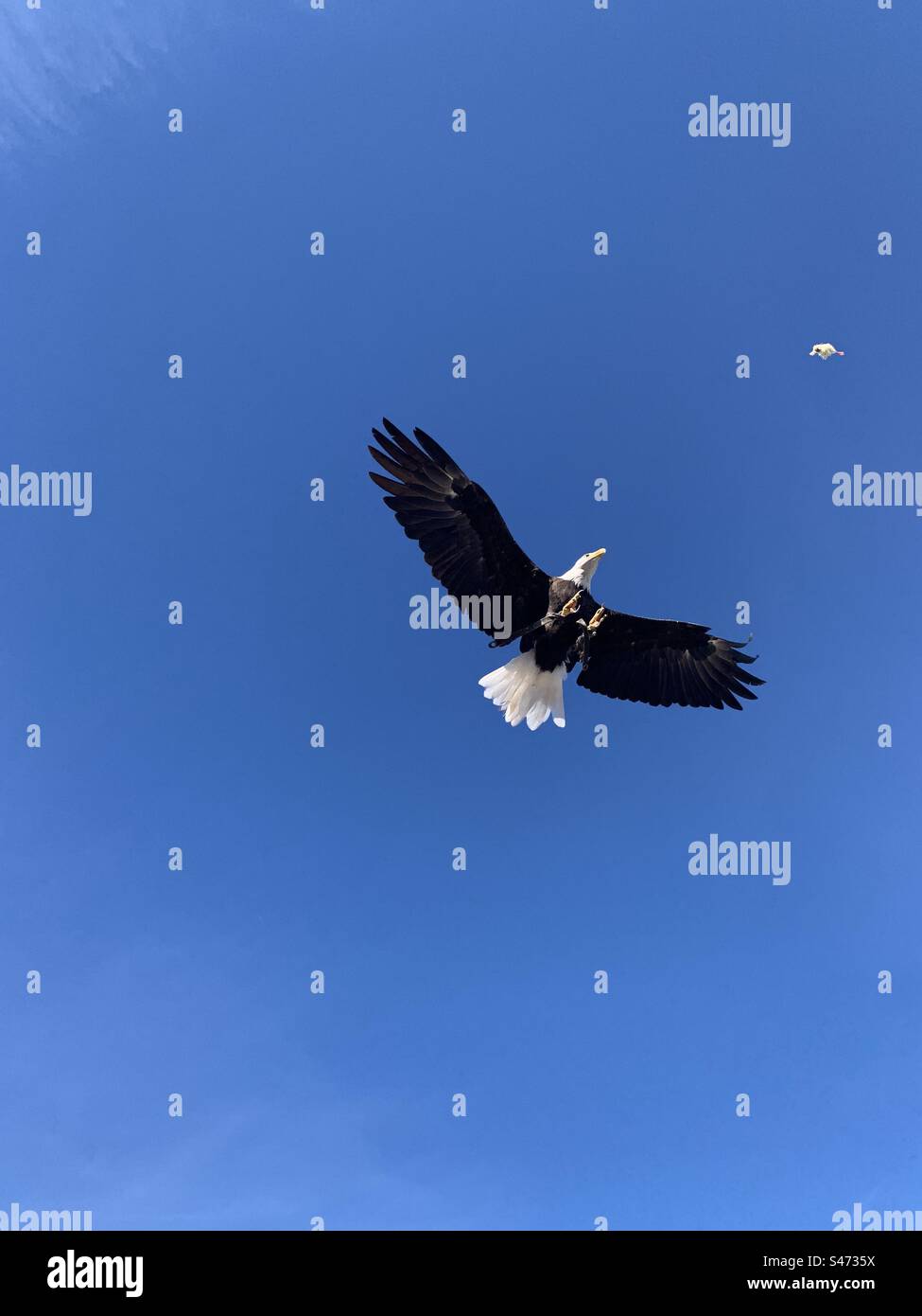 Eagle catching hi-res stock photography and images - Alamy