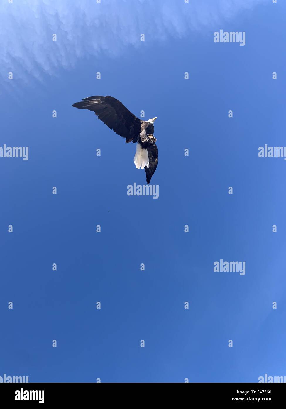 Rising eagle hi-res stock photography and images - Alamy