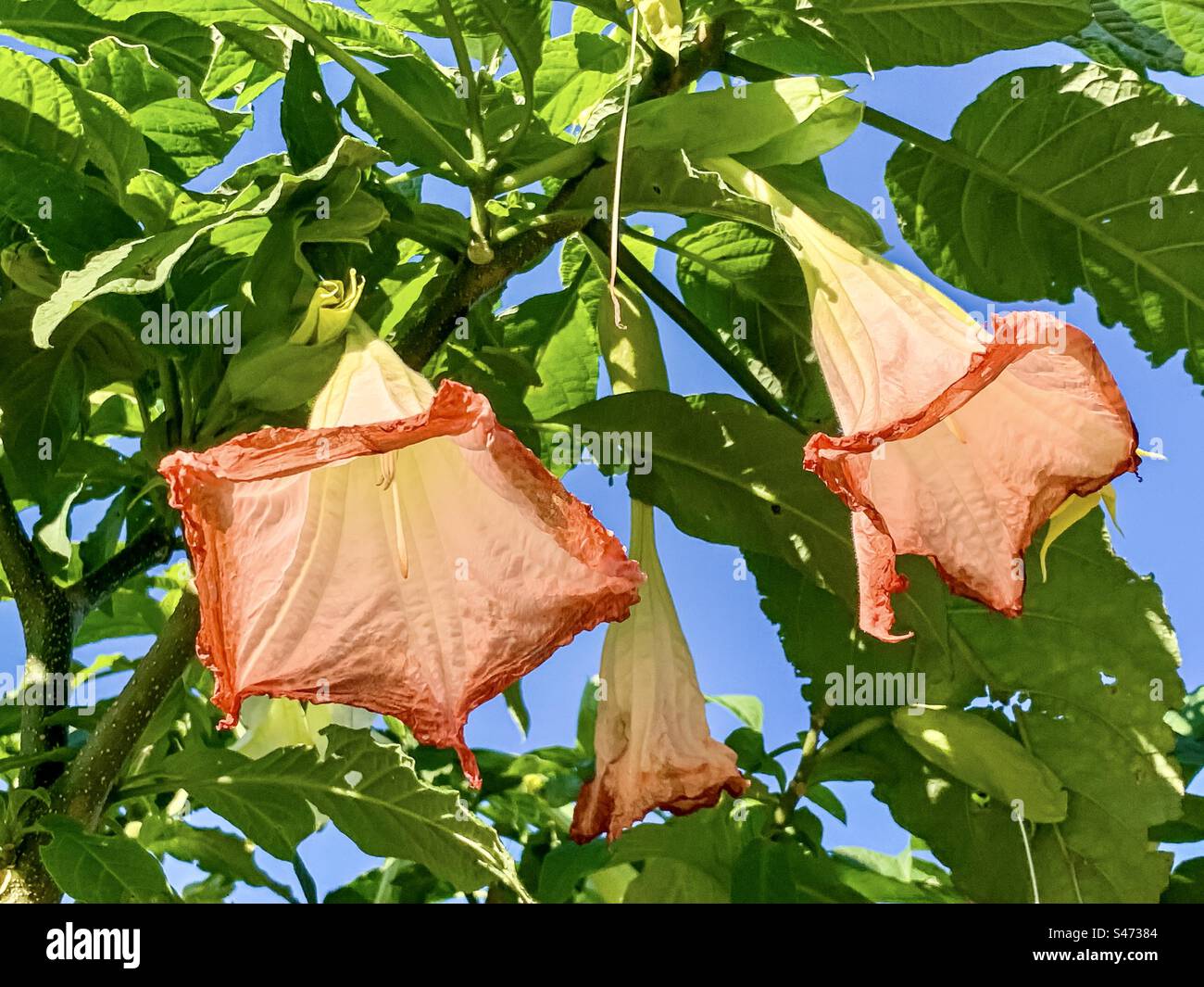 Botanical garden angels trumpets hi-res stock photography and images - Alamy