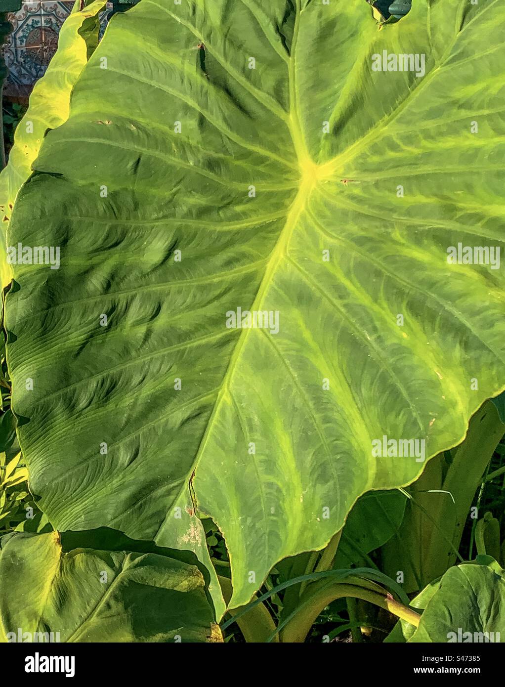 Taro, a species of Colocasia Stock Photo - Alamy