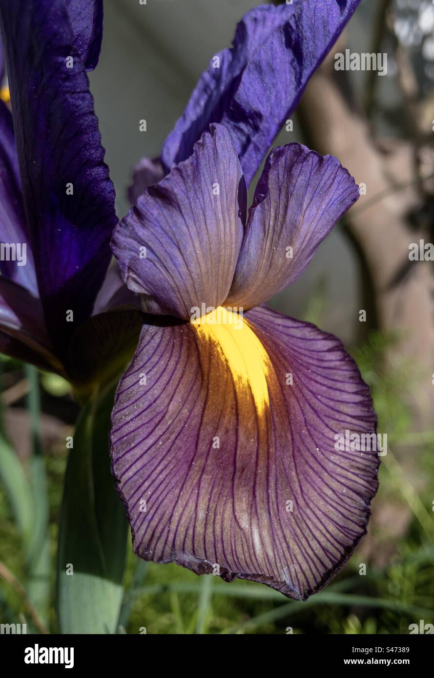 Iris xiphium spanish iris hi-res stock photography and images - Alamy