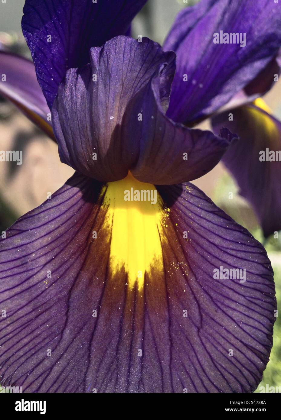 Dutch Iris - "Eye of the Tiger Stock Photo - Alamy