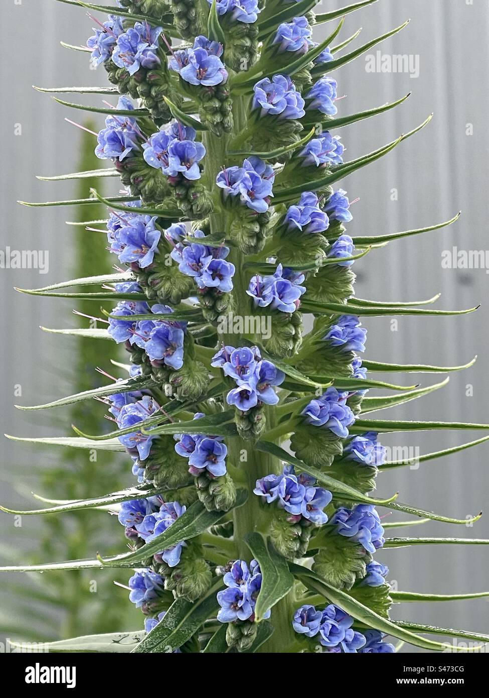 Blue flower spike hi-res stock photography and images - Alamy