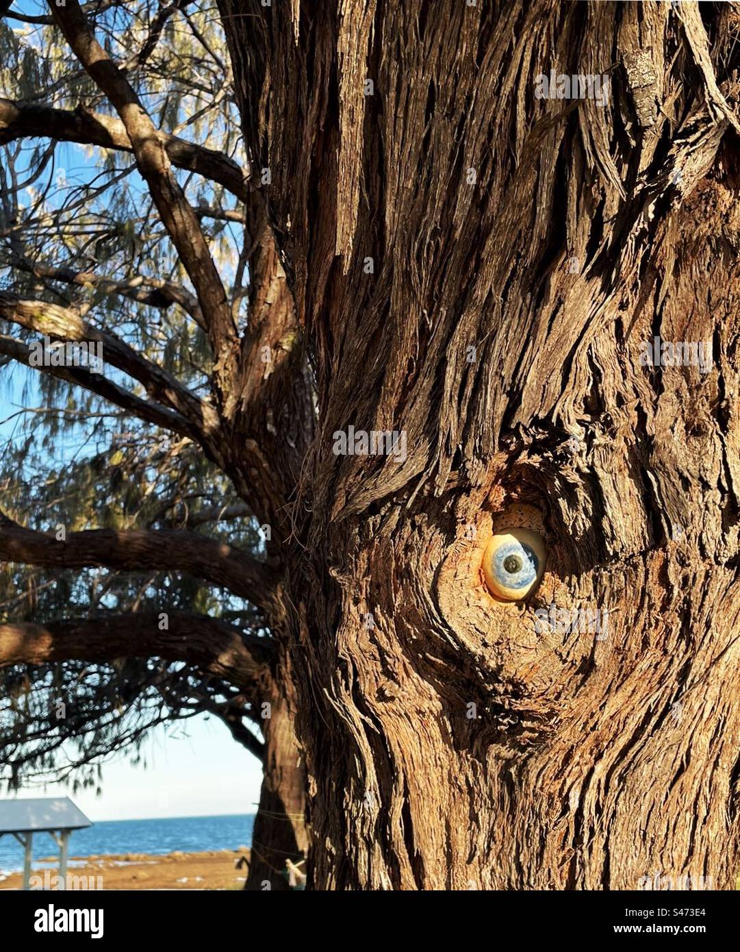 Funny tree hi-res stock photography and images - Alamy