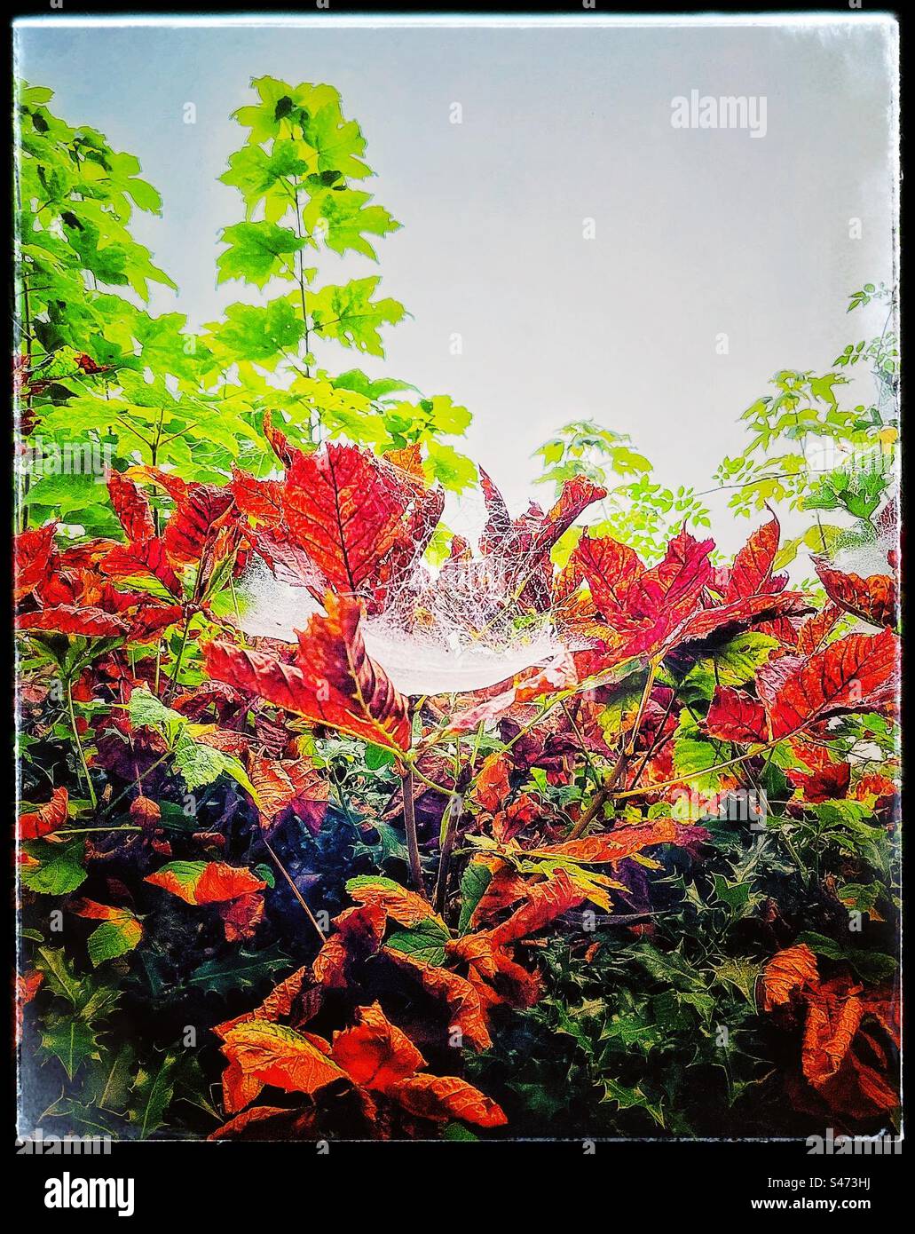 Orange and green leaves with cobwebs in autumn Stock Photo - Alamy