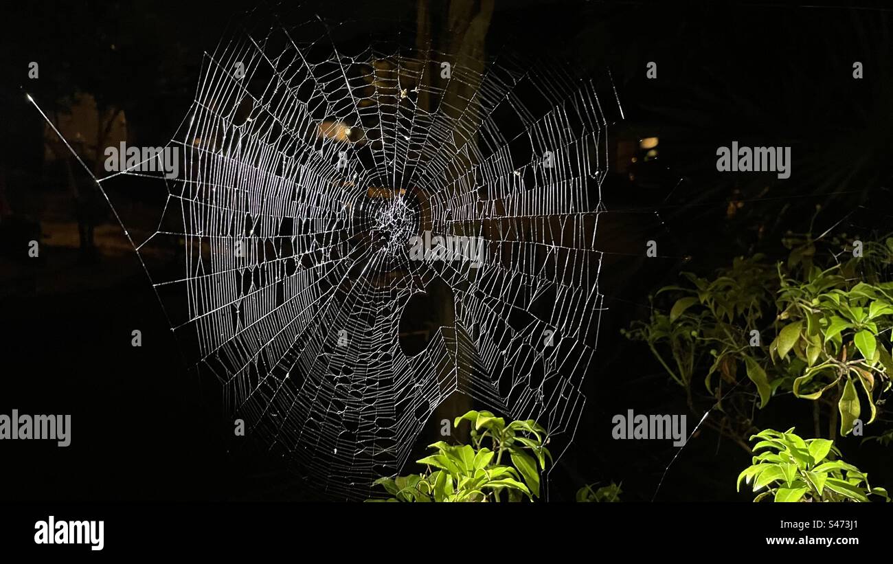 Spider Web 3 Stock Photo - Alamy