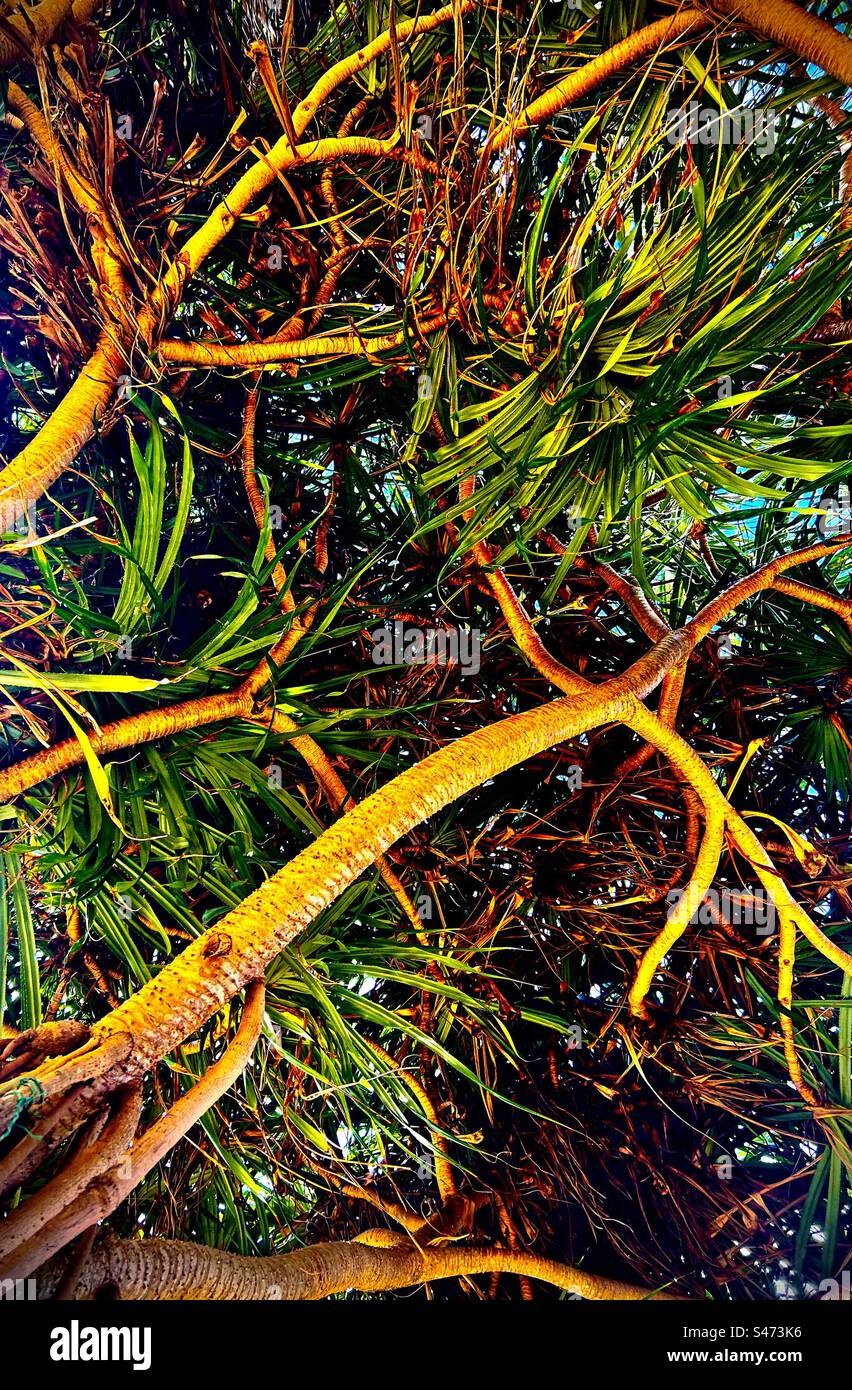 Abstract vines hi-res stock photography and images - Alamy