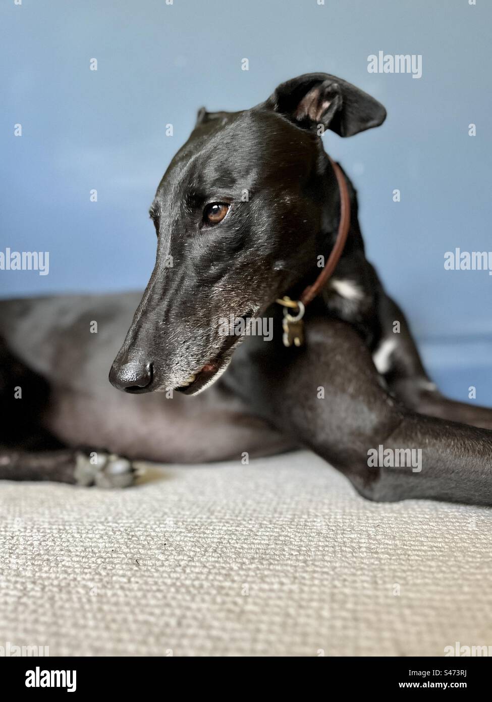 Beautiful retired black greyhound Stock Photo - Alamy
