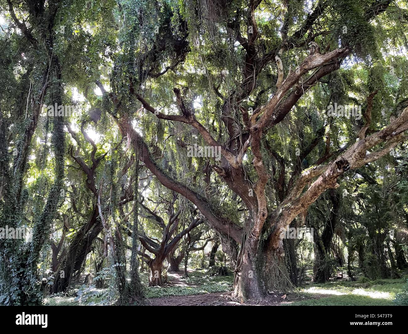 Hawaiian forest hi-res stock photography and images - Alamy