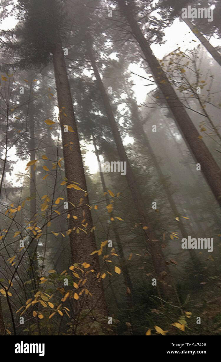 It’s a little bit scary 😟 Stock Photo - Alamy