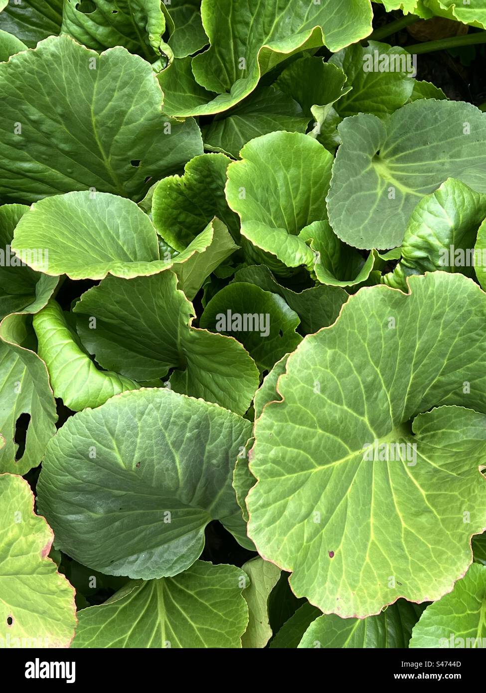 Bergenia Leaf Hi Res Stock Photography And Images Alamy