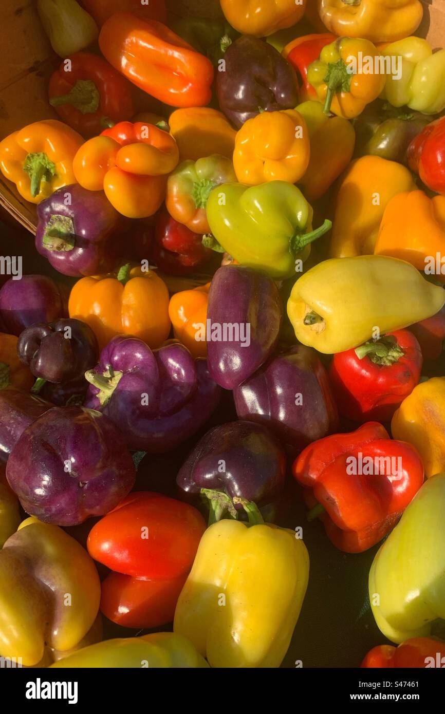 Fresh cornucopia of fall produce and fresh colorful peppers Stock Photo ...