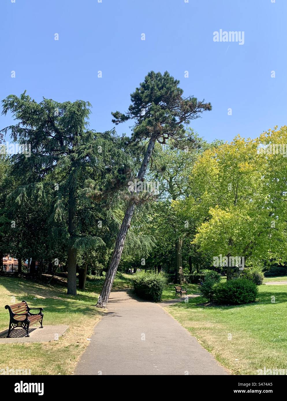 Leaning over pine tree in sunny park Stock Photo - Alamy