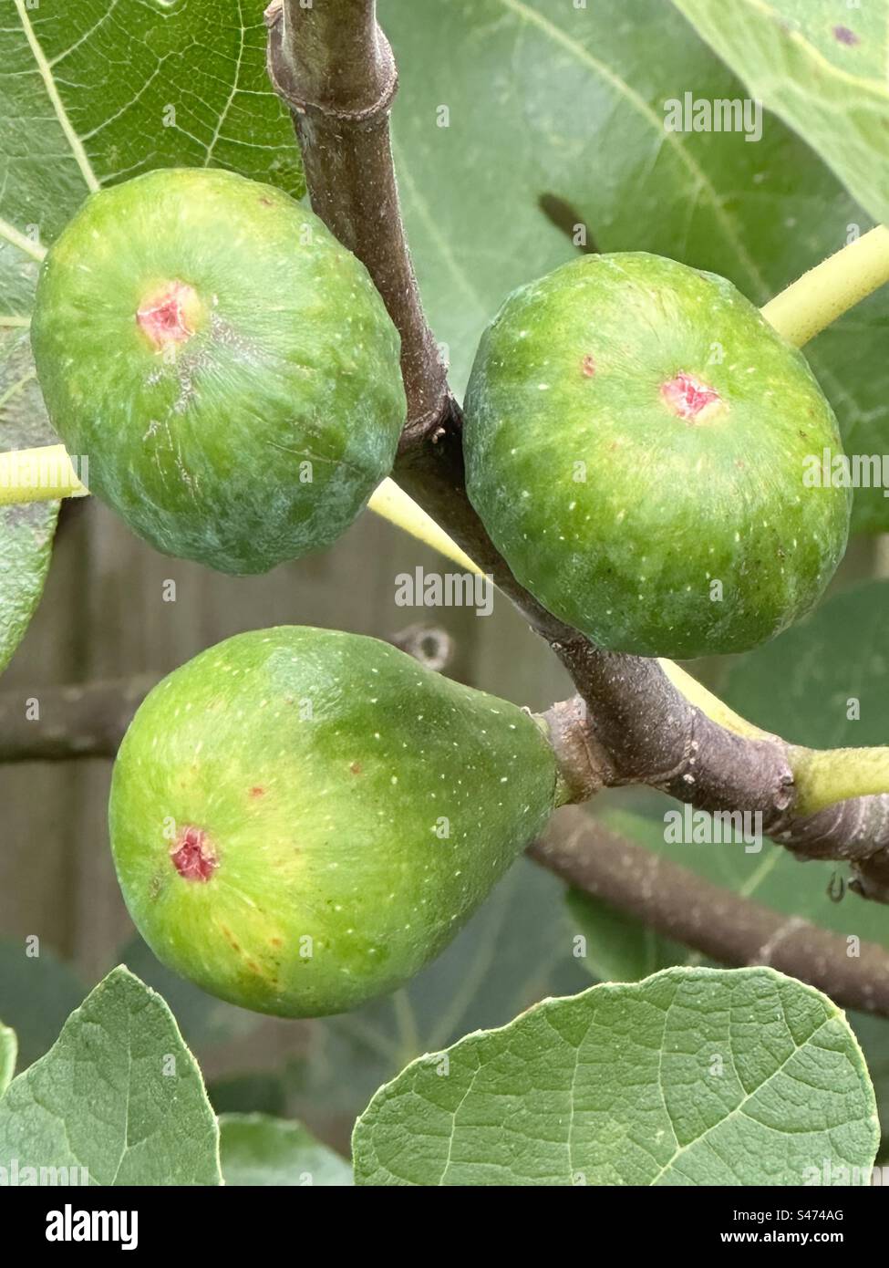 Green figs hi-res stock photography and images - Alamy