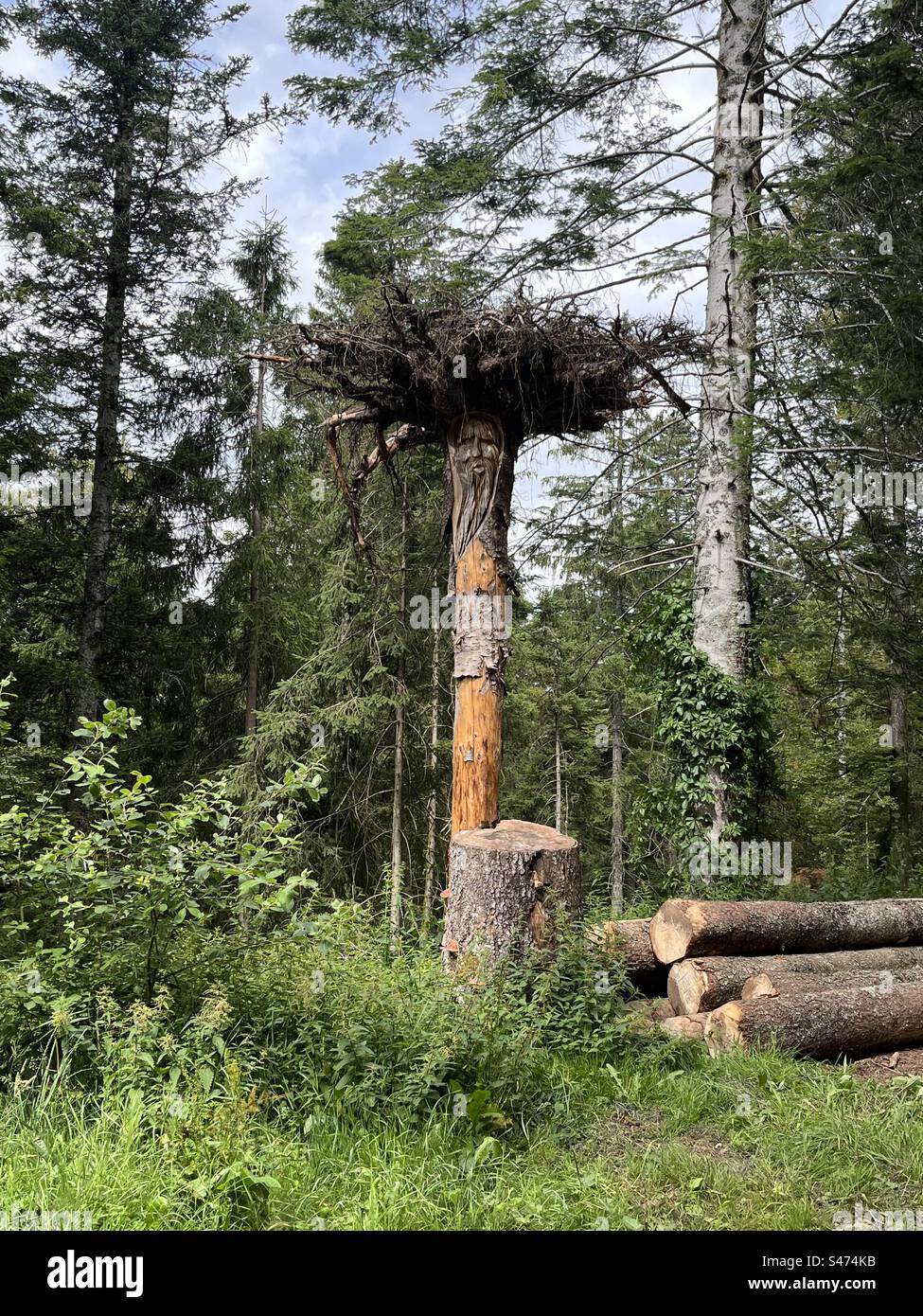 Forest face hi-res stock photography and images - Alamy