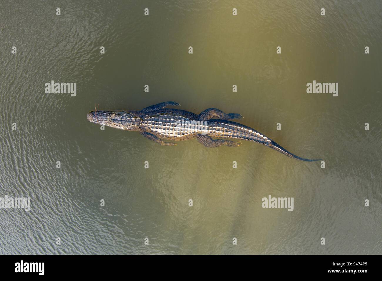 Aerial view of an Alligator Stock Photo - Alamy