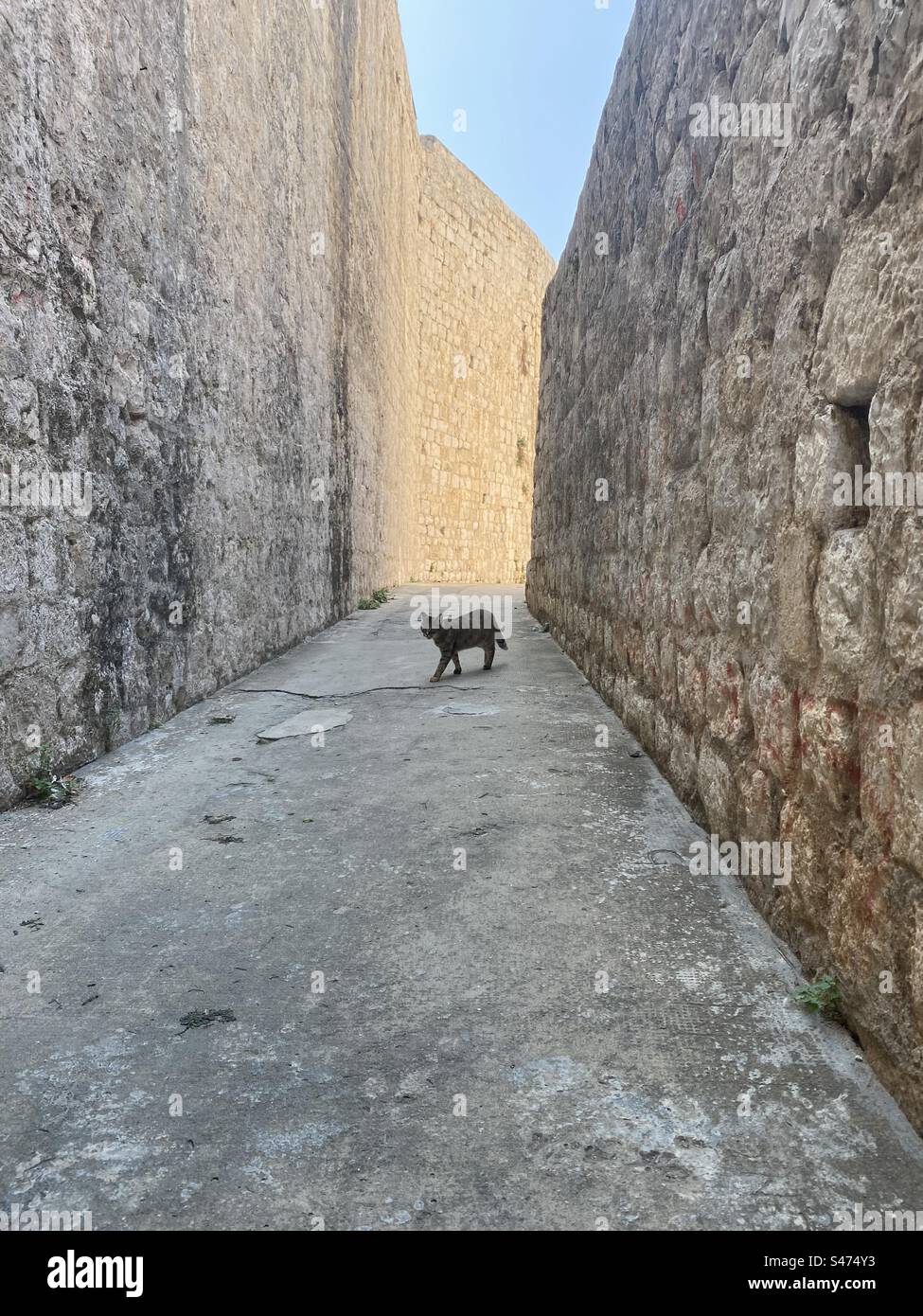 Alleyway cat hi-res stock photography and images - Alamy