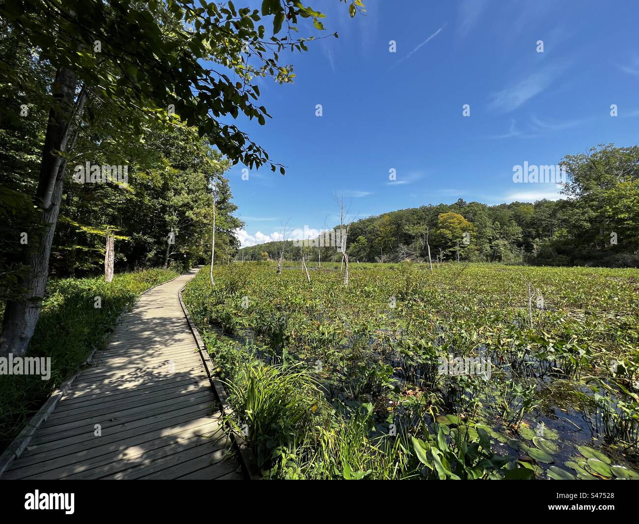 Calvert cliffs state park hi-res stock photography and images - Alamy