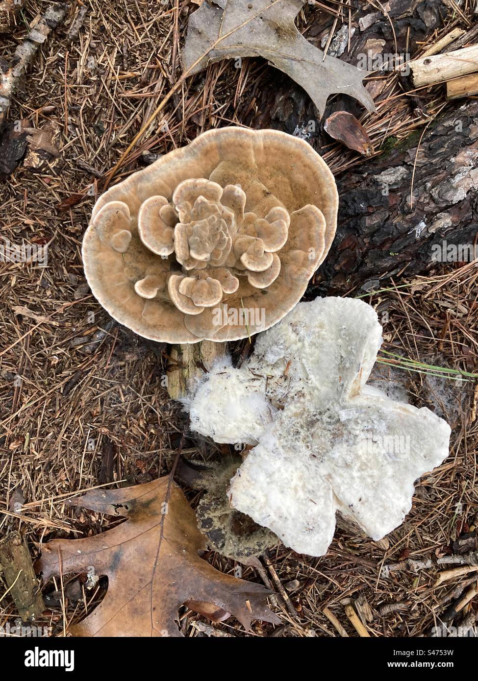Interesting Fungi in Aurburndale Park, West Newton Stock Photo - Alamy