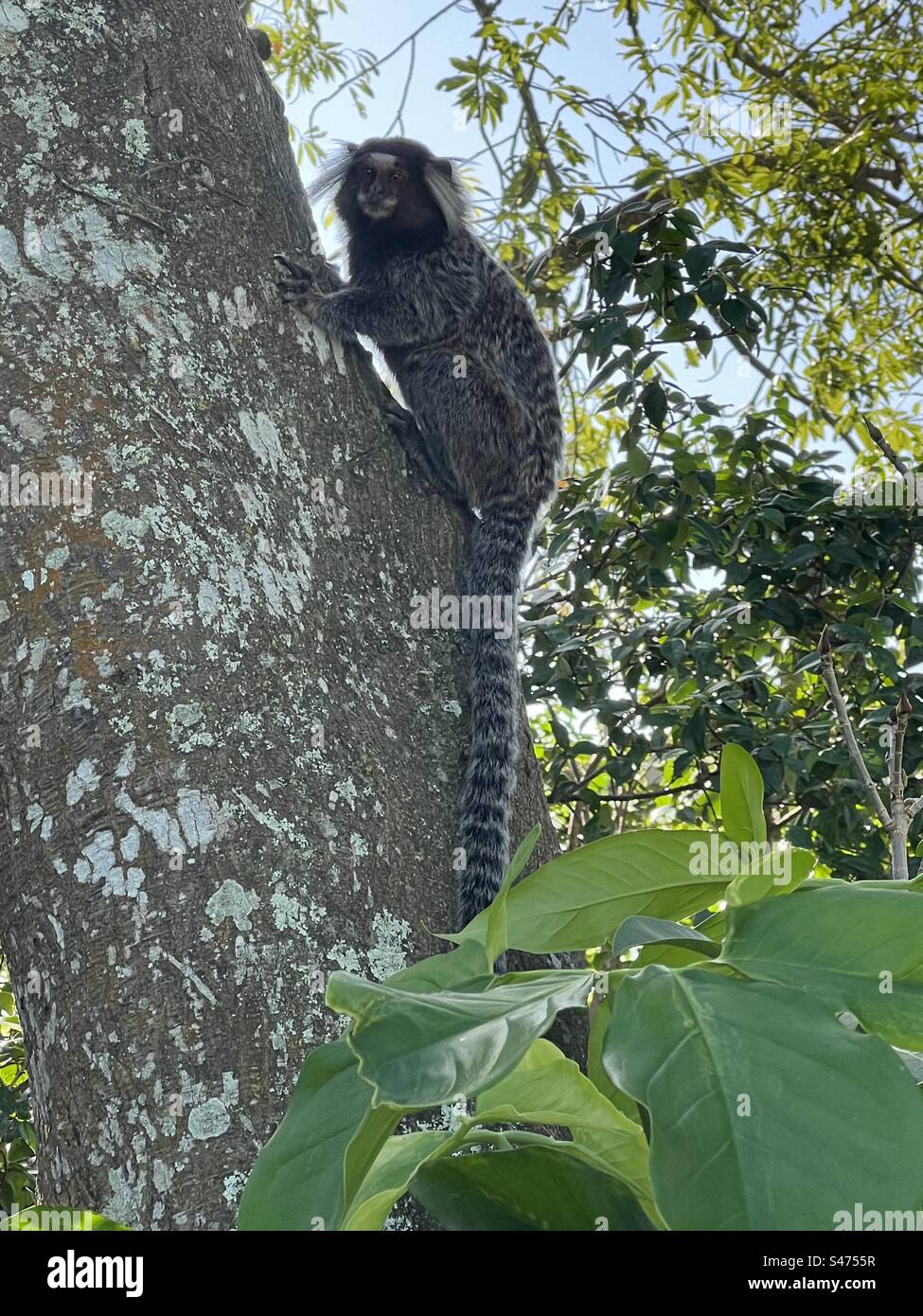 Marmoset monkey hi-res stock photography and images - Alamy