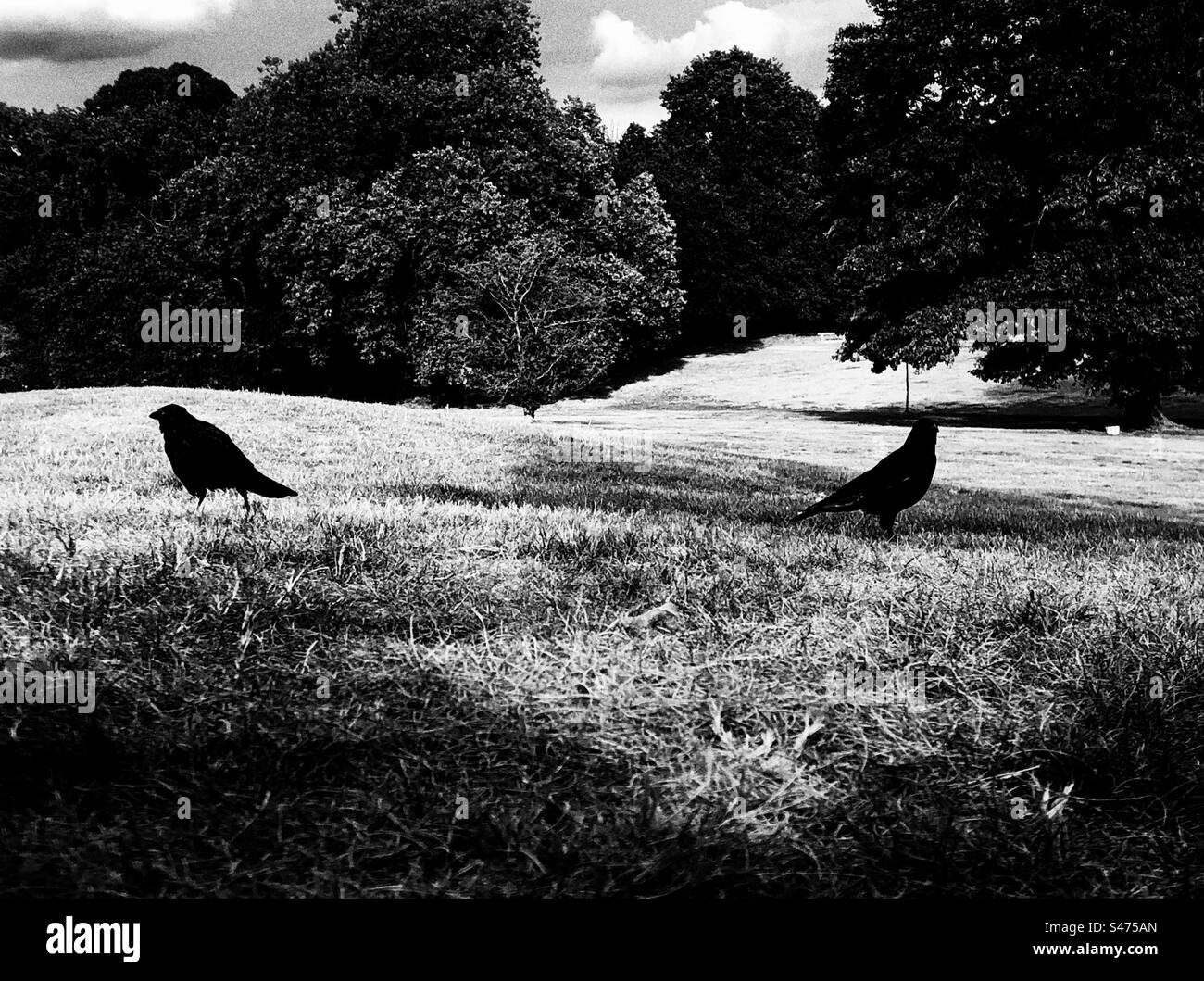 Two crows in a peaceful landscape Stock Photo - Alamy